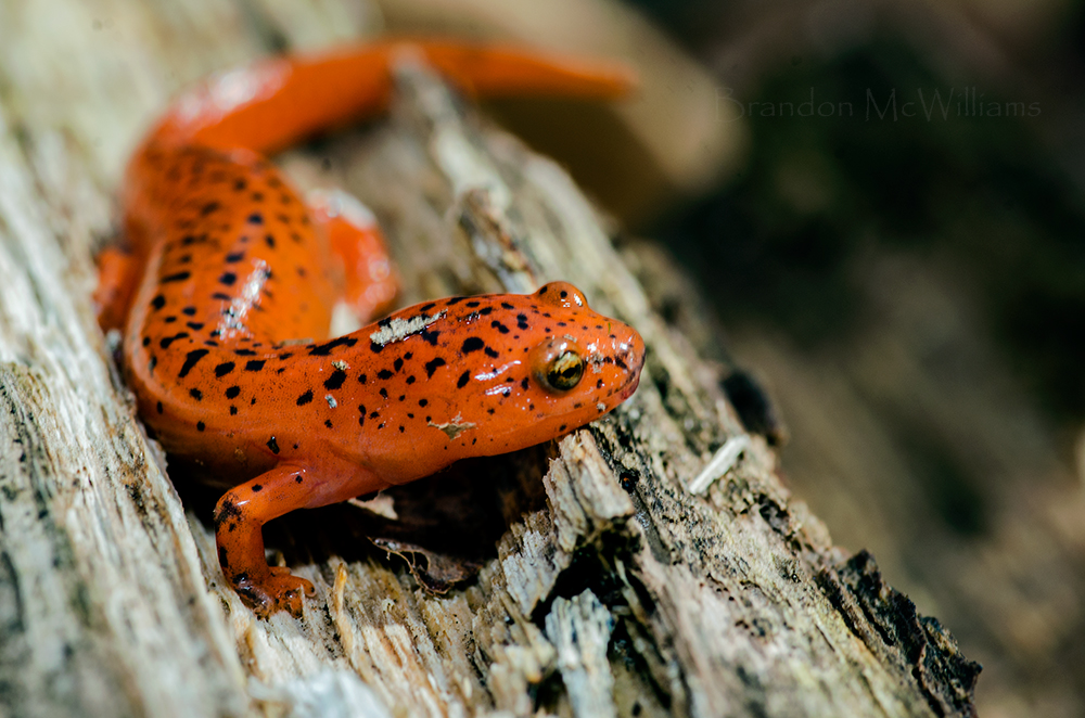 Brandon A. McWilliams – Captive bred snakes and wildlife photography